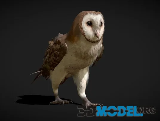 3D Model – Barn Owl Animated Low Poly Model (PBR)