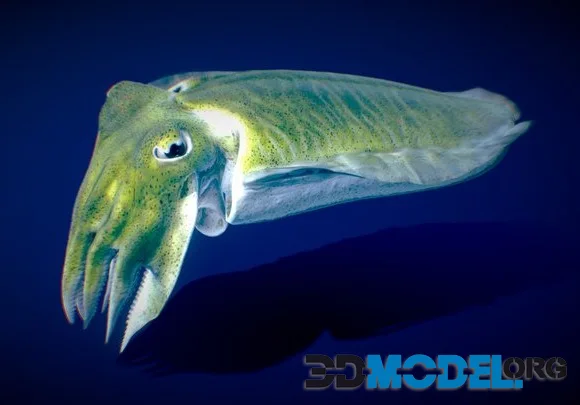 3D Model – Golden Cuttlefish (PBR)