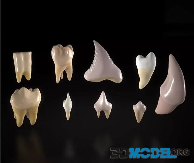 3D Model – Great Teeth Pack Low-poly (PBR)