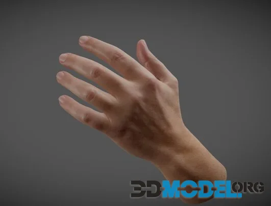 3D Model – Hand Subdiv Lvl3 SSS V1 (PBR)