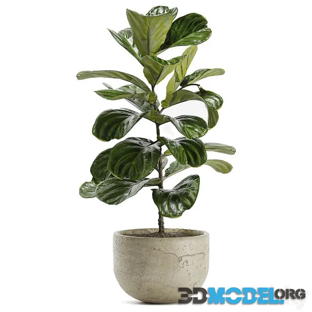 3D Model – Indoor Plant Set 168 - Fiddle Leaf Fig