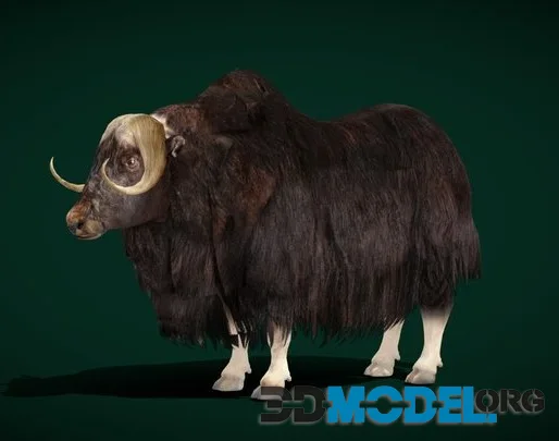 3D Model – Musk Ox Animal (Lowpoly) (PBR)
