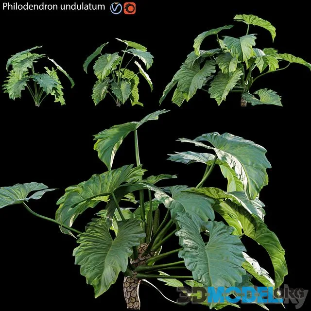 3D Model – Philodendron undulatum - 01