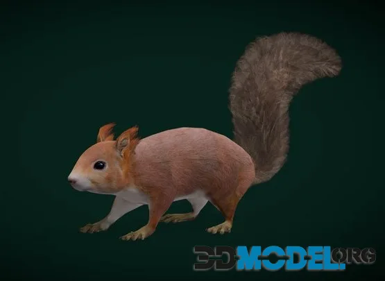 3D Model – Red Squirrel (Game Ready) (PBR)