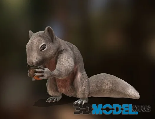 3D Model – Squirrel Animation (PBR)