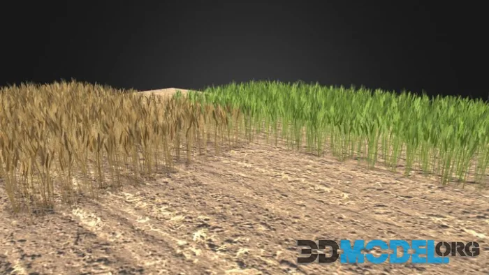 3D Model – Wheat Field (PBR)