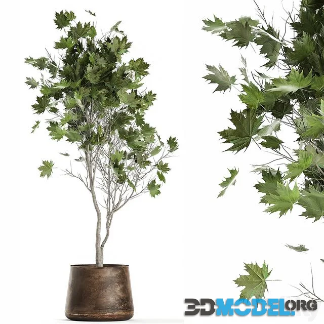 3D Model – A beautiful little tree in a metal outdoor pot maple ...