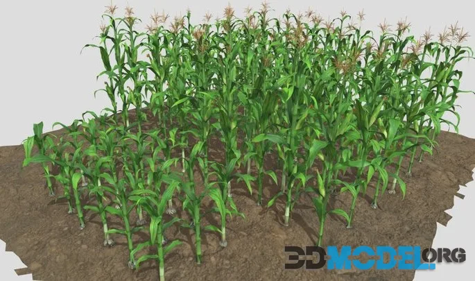 3D Model – Corn Field (PBR)