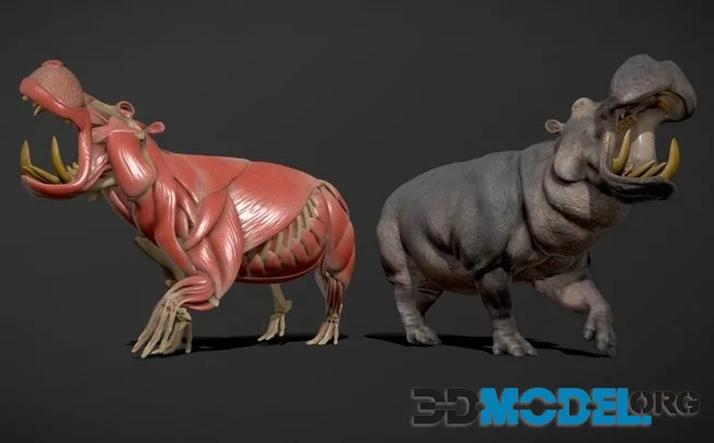 3D Model – Hippo Anatomy Study Ecorche Walk Animation (PBR)