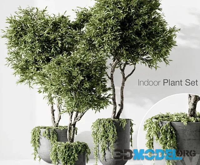 3D Model – Indoor plant (Corona)