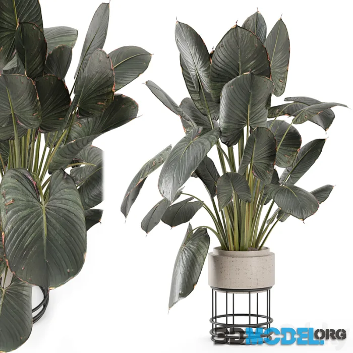 3D Model – Indoor Plants in Handmade Stone Pots – Set 2048