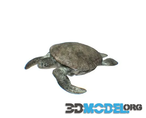 3D Model – Male Turtle Animated (PBR)