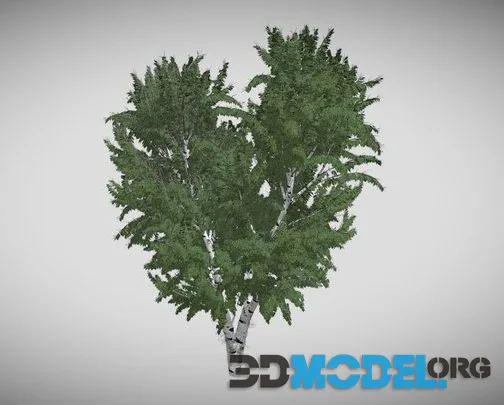 3D Model – White Birch Tree Low-poly
