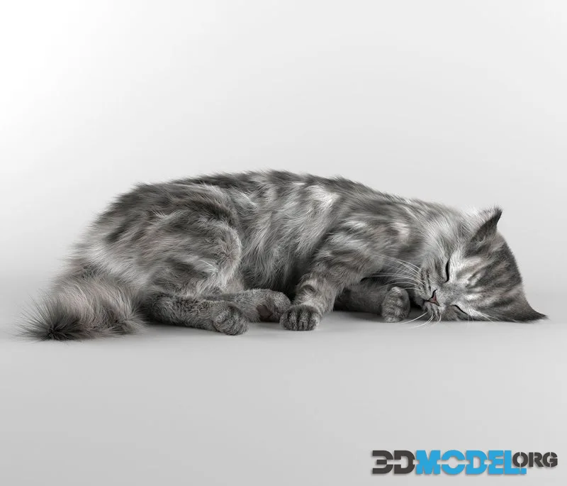 3D Model – Cat sleep