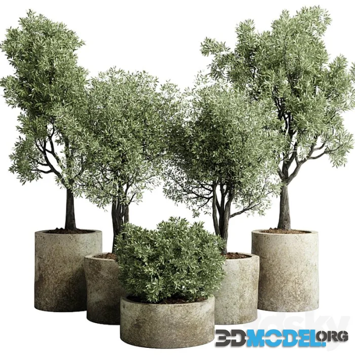 3D Model – Collection outdoor plant 65 pot old olive tree concrete old ...
