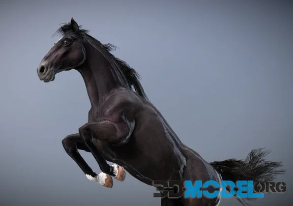 3D Model – Horse — Spanish Mustang ( Black )
