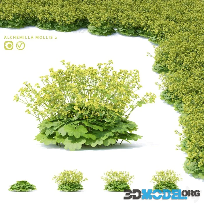 3D Model – Soft flowers cuff Alchemilla mollis 2