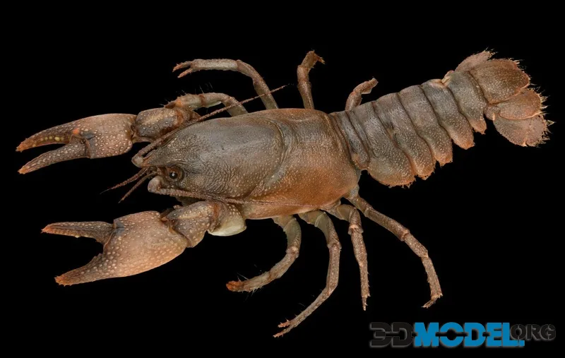 3D Model – Cc0 Japanese Crayfish C Japonicus (PBR)